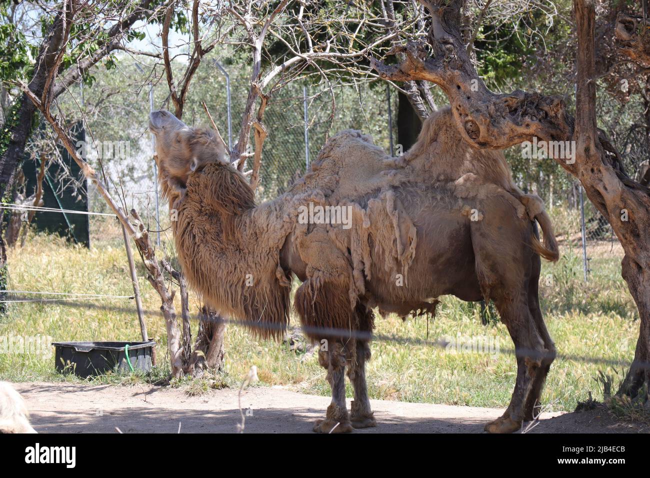 Camel (Scientific Name: Camelus Bactrianus) is a mammal of the Camelid ...