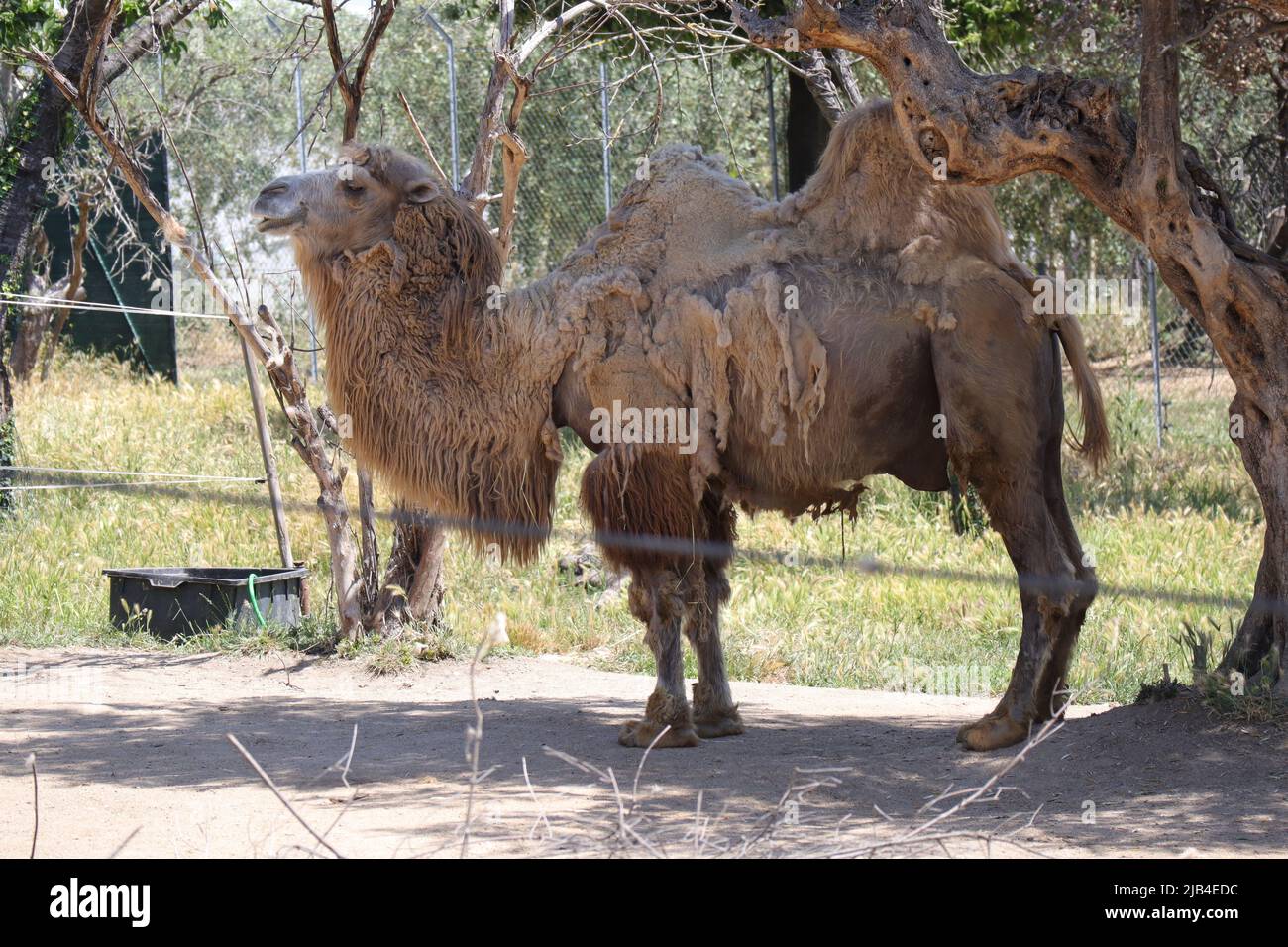Camel (Scientific Name: Camelus Bactrianus) is a mammal of the Camelid ...