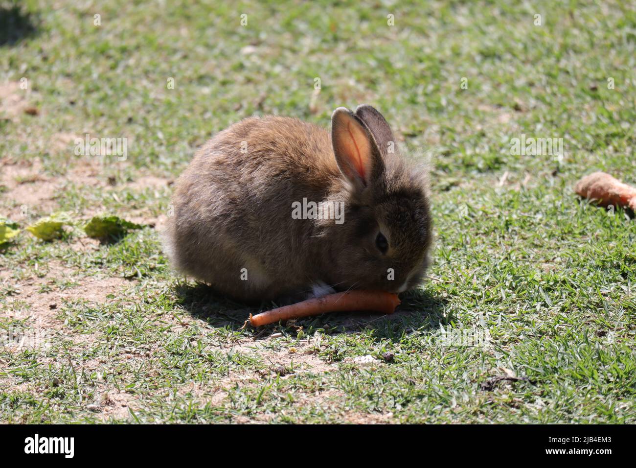 Dwarf Rabbit, a breed of domestic rabbit Stock Photo - Alamy