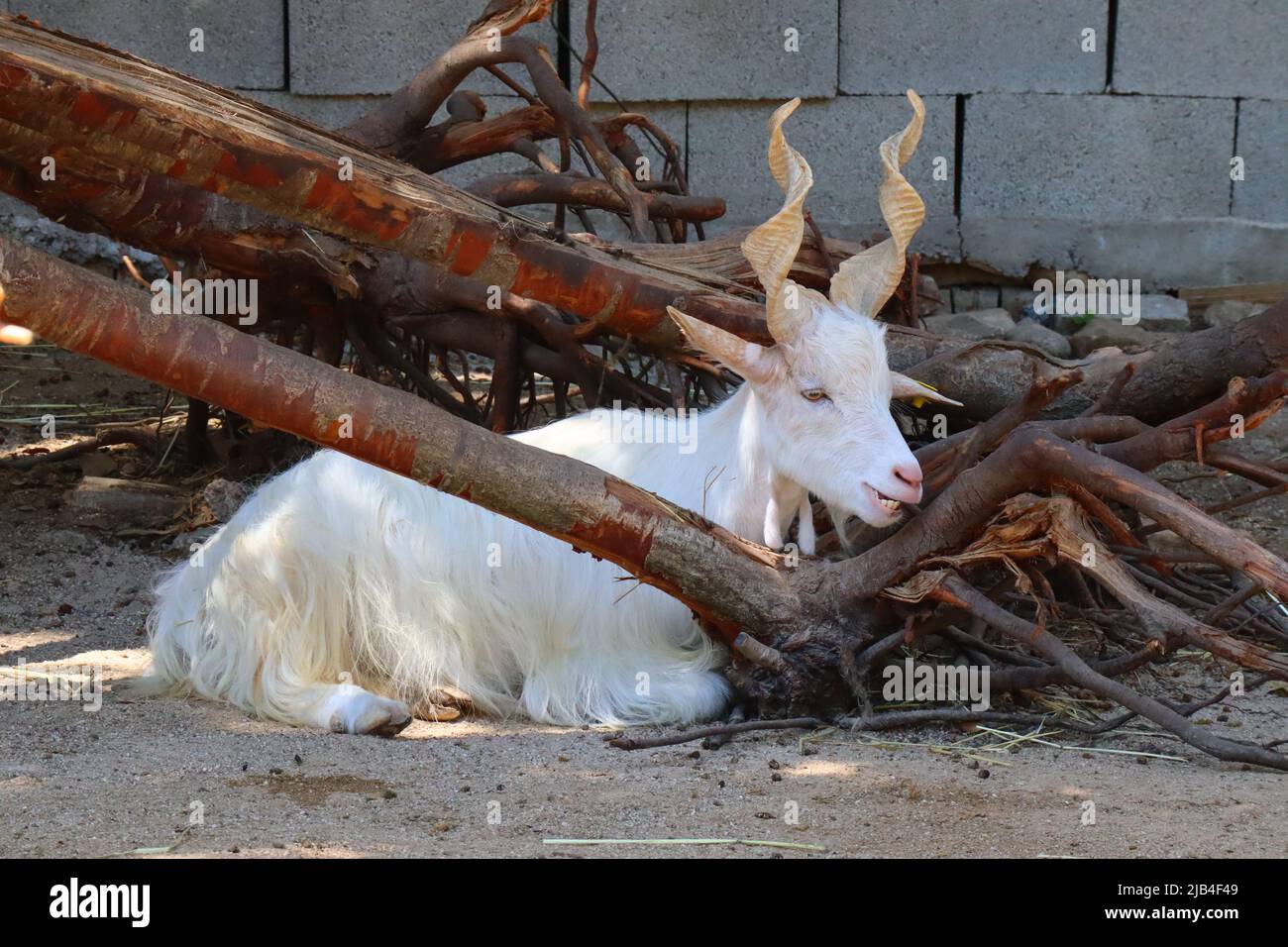 Girgentana Goat (Scientific name: Capra aegagrus hircus) is named for ...