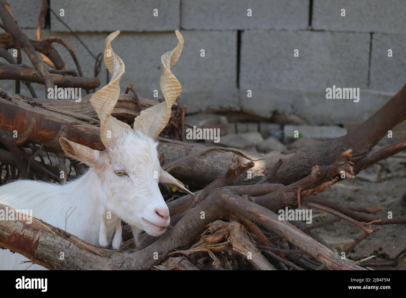 Girgentana Goat (Scientific name: Capra aegagrus hircus) is named for ...