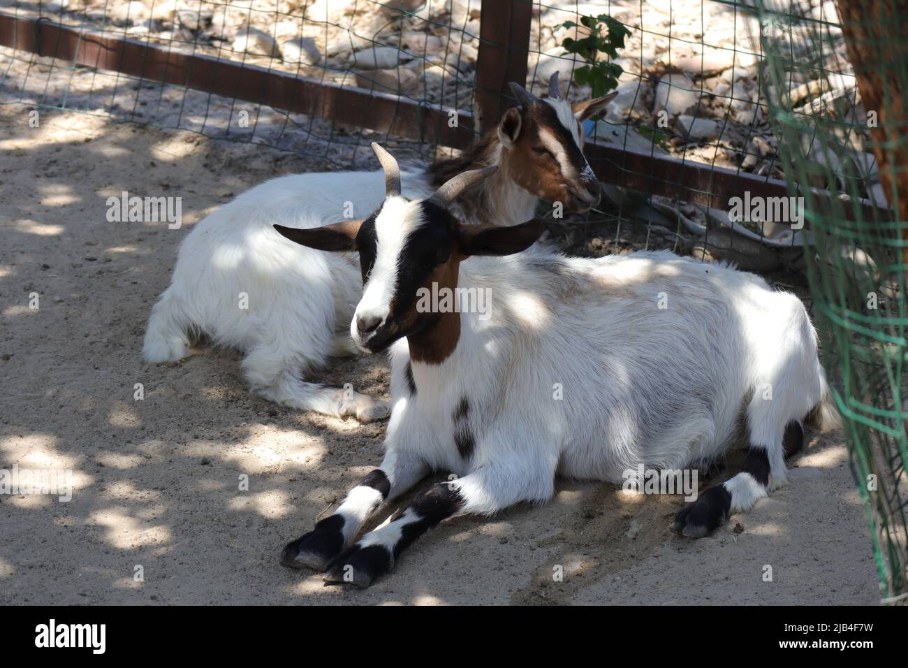 Common Goat (Scientific name: Capra hircus) is a domesticated species ...