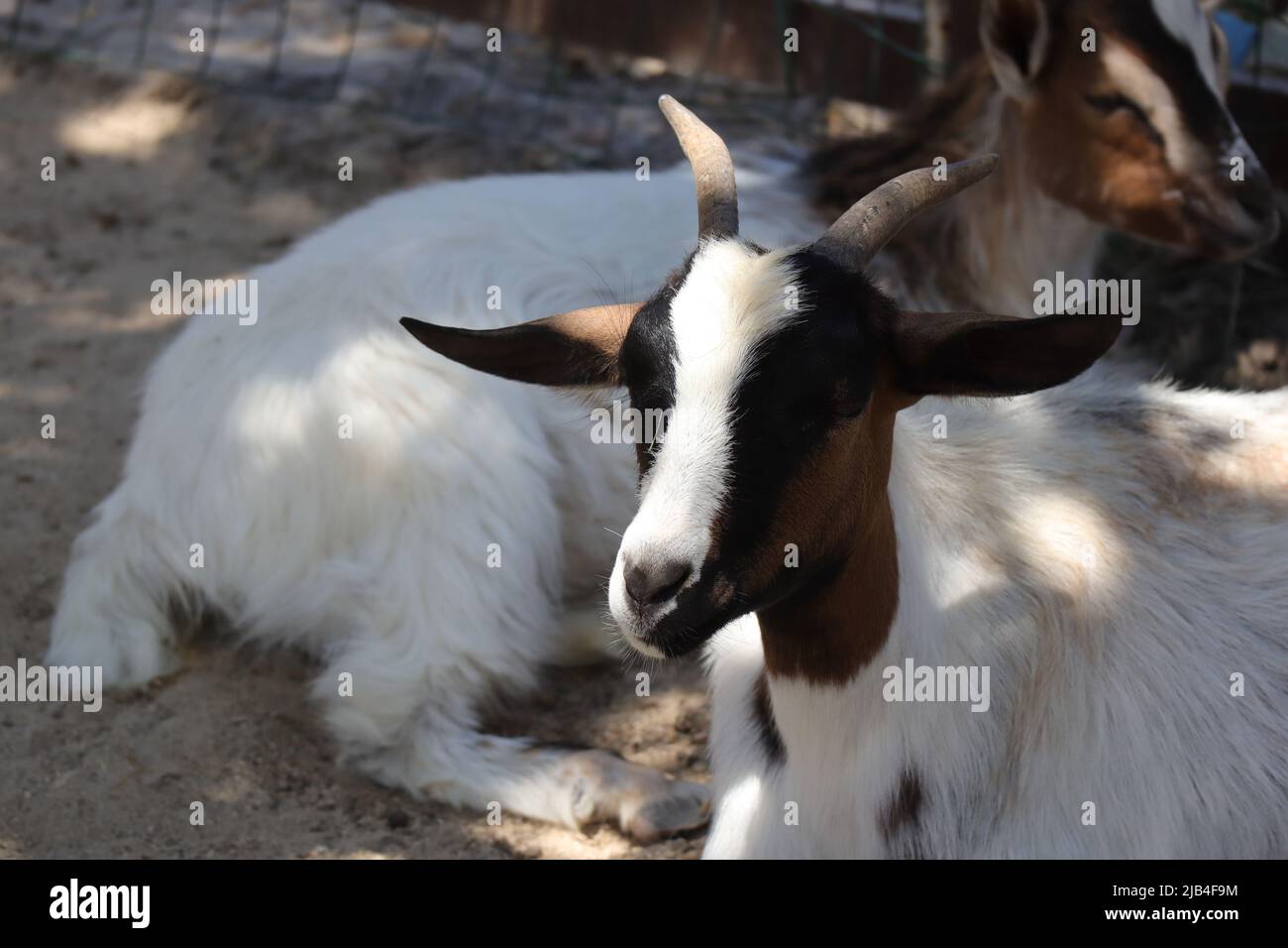 Common Goat (Scientific name: Capra hircus) is a domesticated species ...