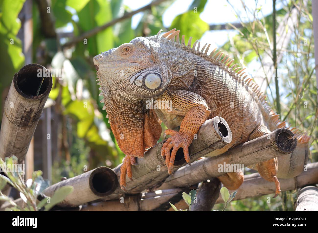 Iguana, a genus of lizards, Iguanidae family Stock Photo - Alamy