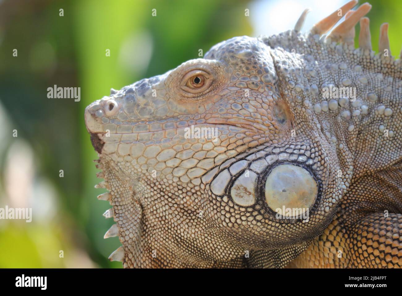 Iguana, a genus of lizards, Iguanidae family Stock Photo - Alamy