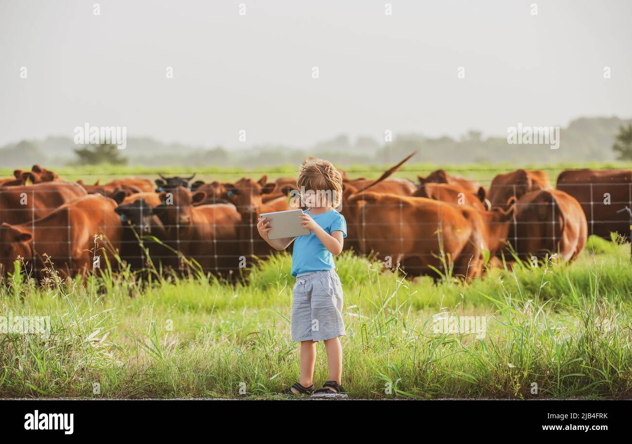 Child farmer with tablet modern cow farm. Summer kid at countryside ...