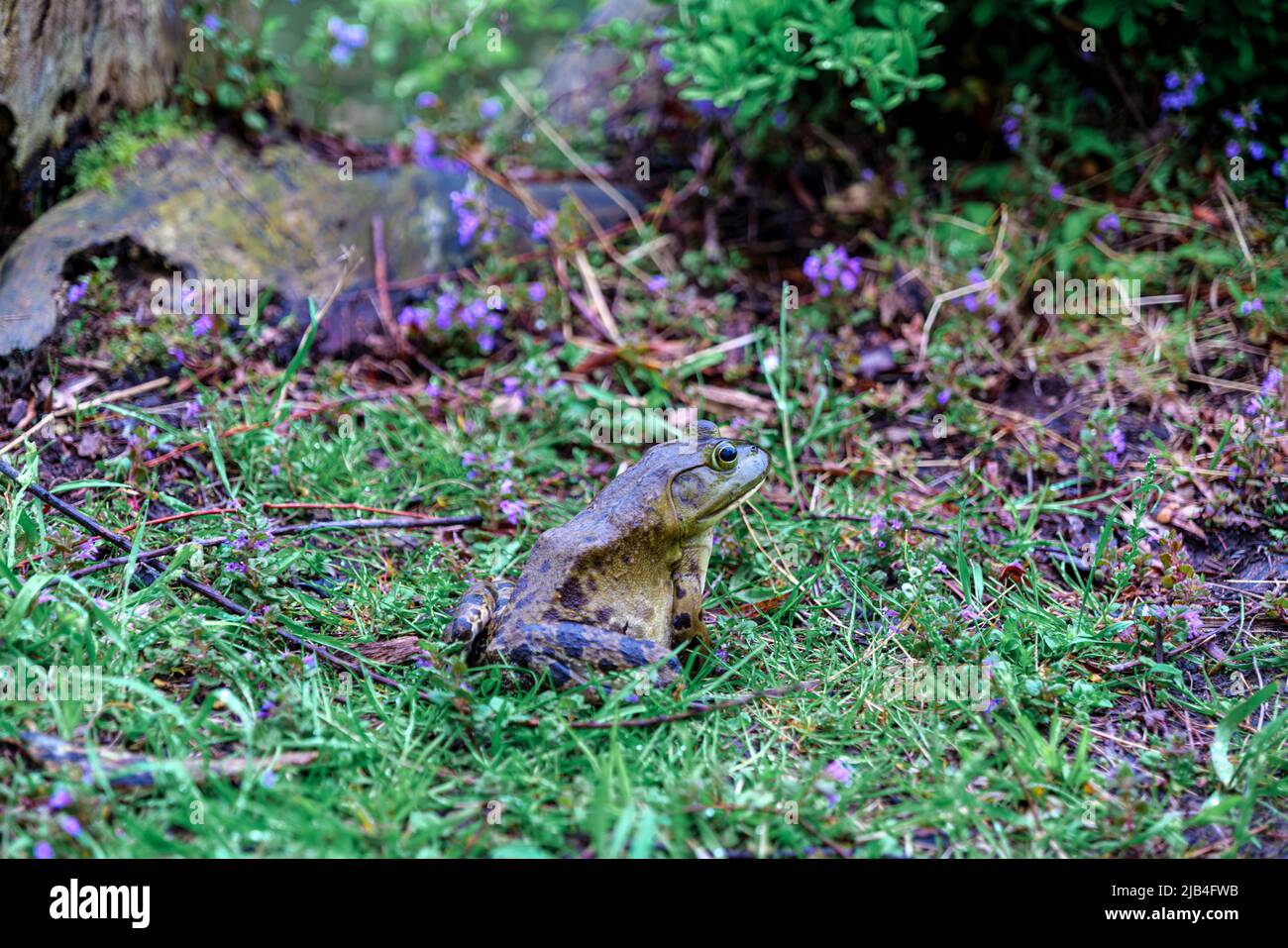 Frog sitting on grass from side against the background of a stump and ...