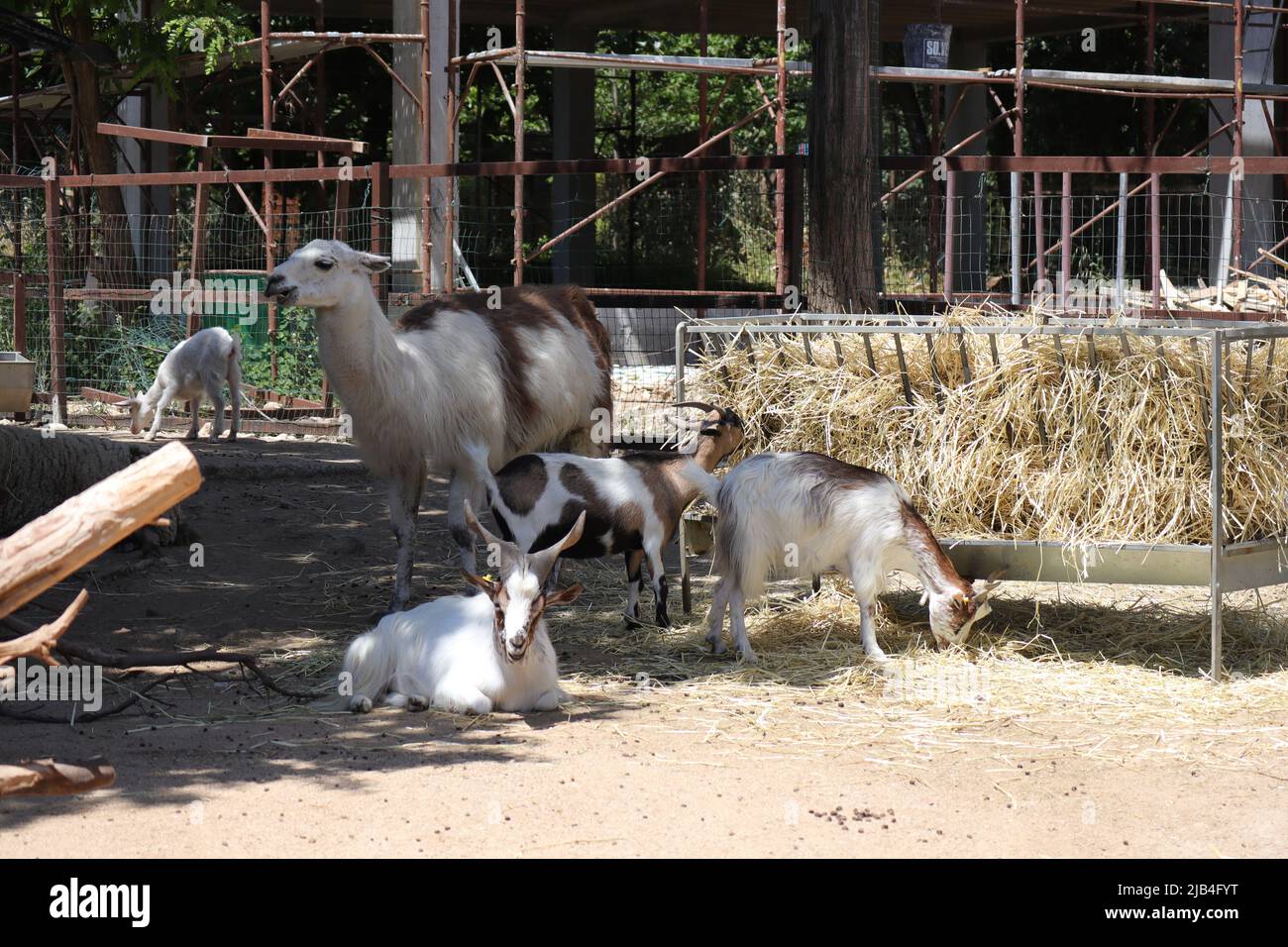 Llama (Scientific name: Lama glama) and Goats (Scientific name: Capra ...
