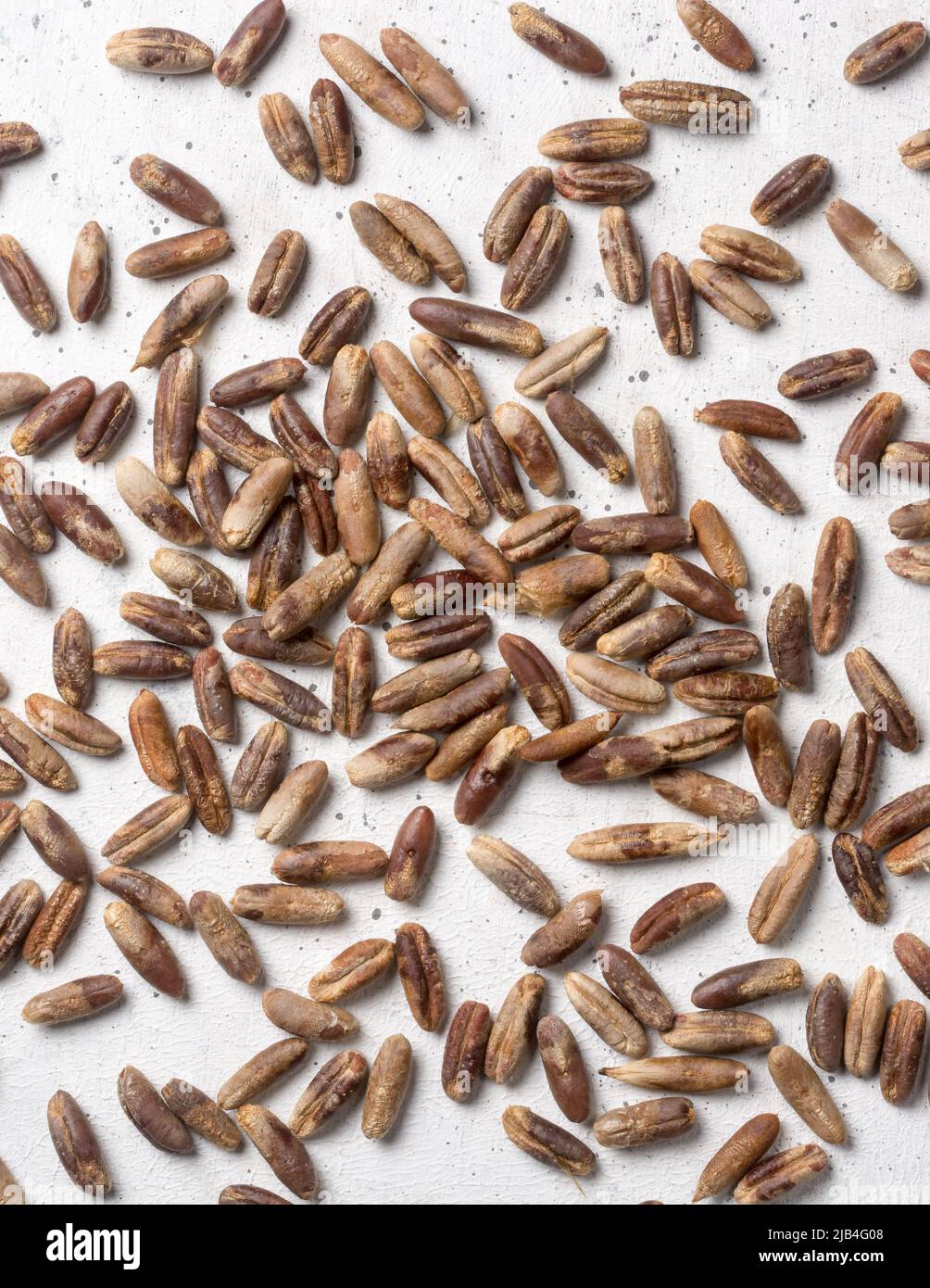 dry seeds from fresh date palm, contain high amount of beneficial food ...
