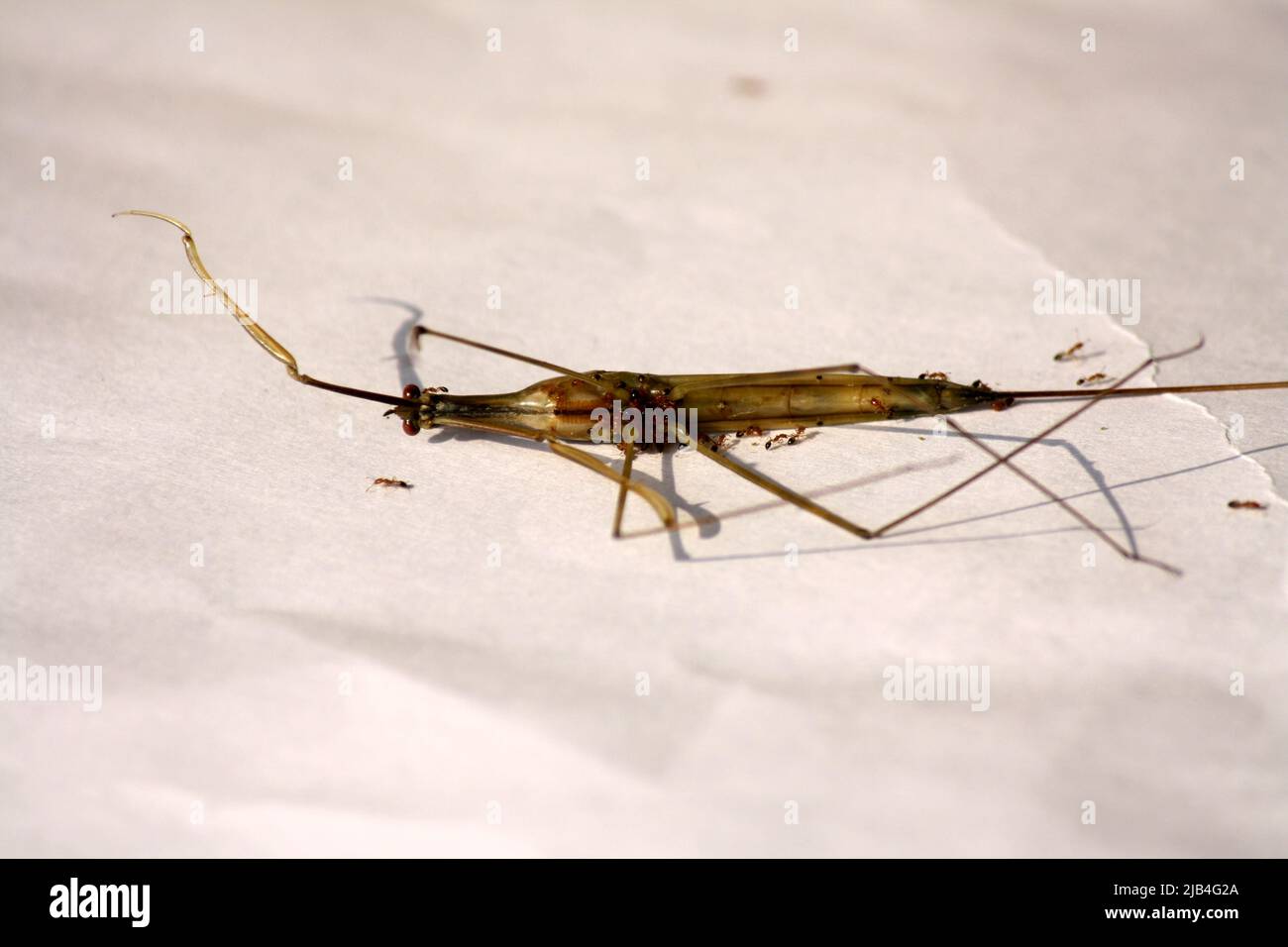 Indian stick insect (Carausius morosus) being devoured by ants : pix ...