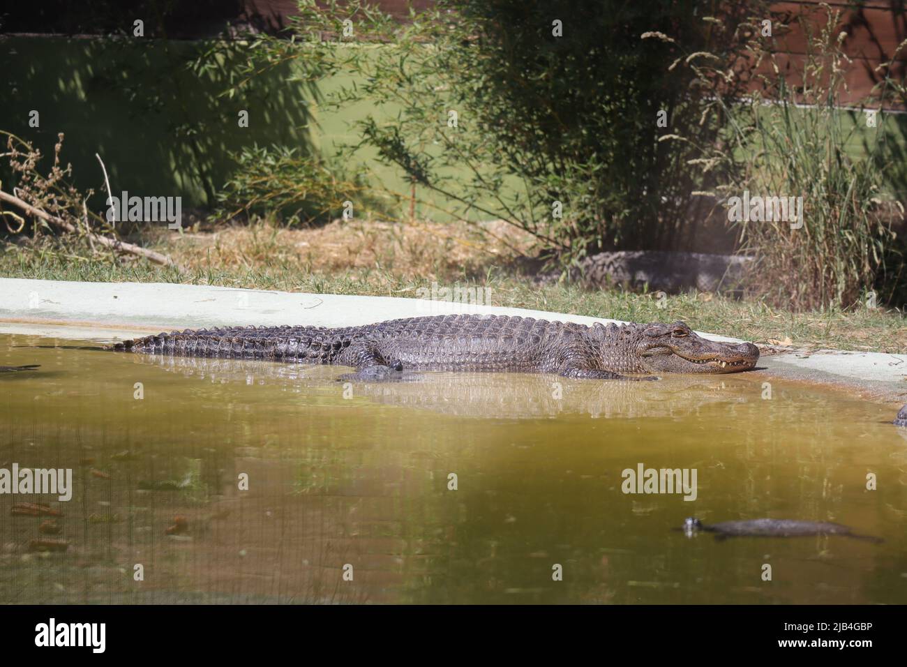 Spectacled Caiman (Scientific name: Caiman crocodilus Stock Photo - Alamy