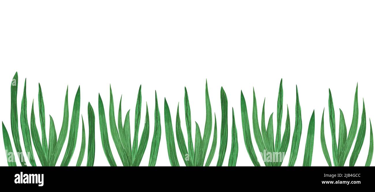 Border Seaweed, algae, green grass, leaves, spirulina, plant isolated ...