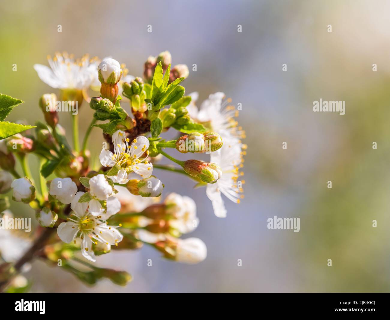 White blossoming apple trees. White apple tree flowers. Spring season ...