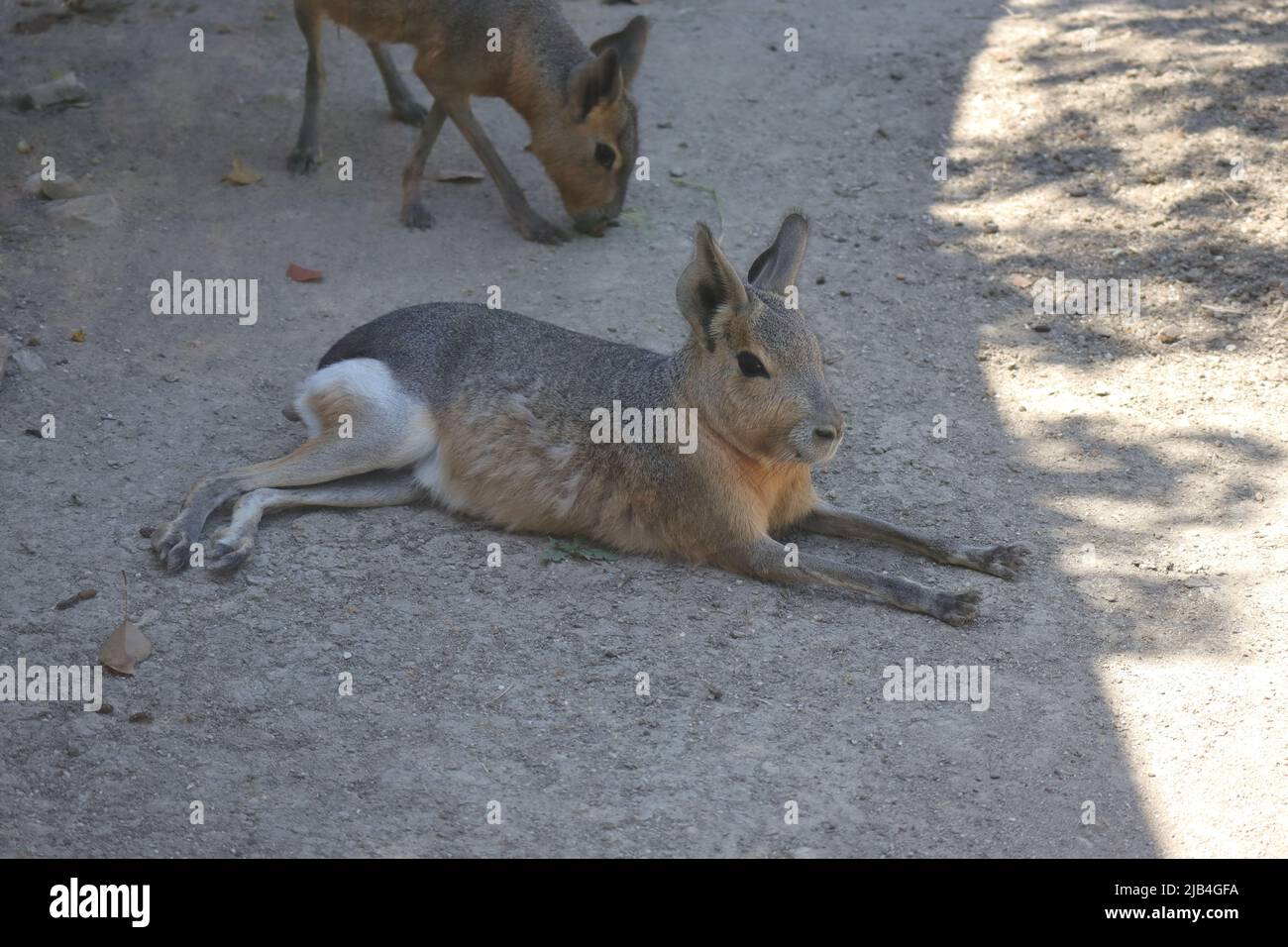Patagonian Mara (Scientific name: Dolichotis patagonum Stock Photo - Alamy