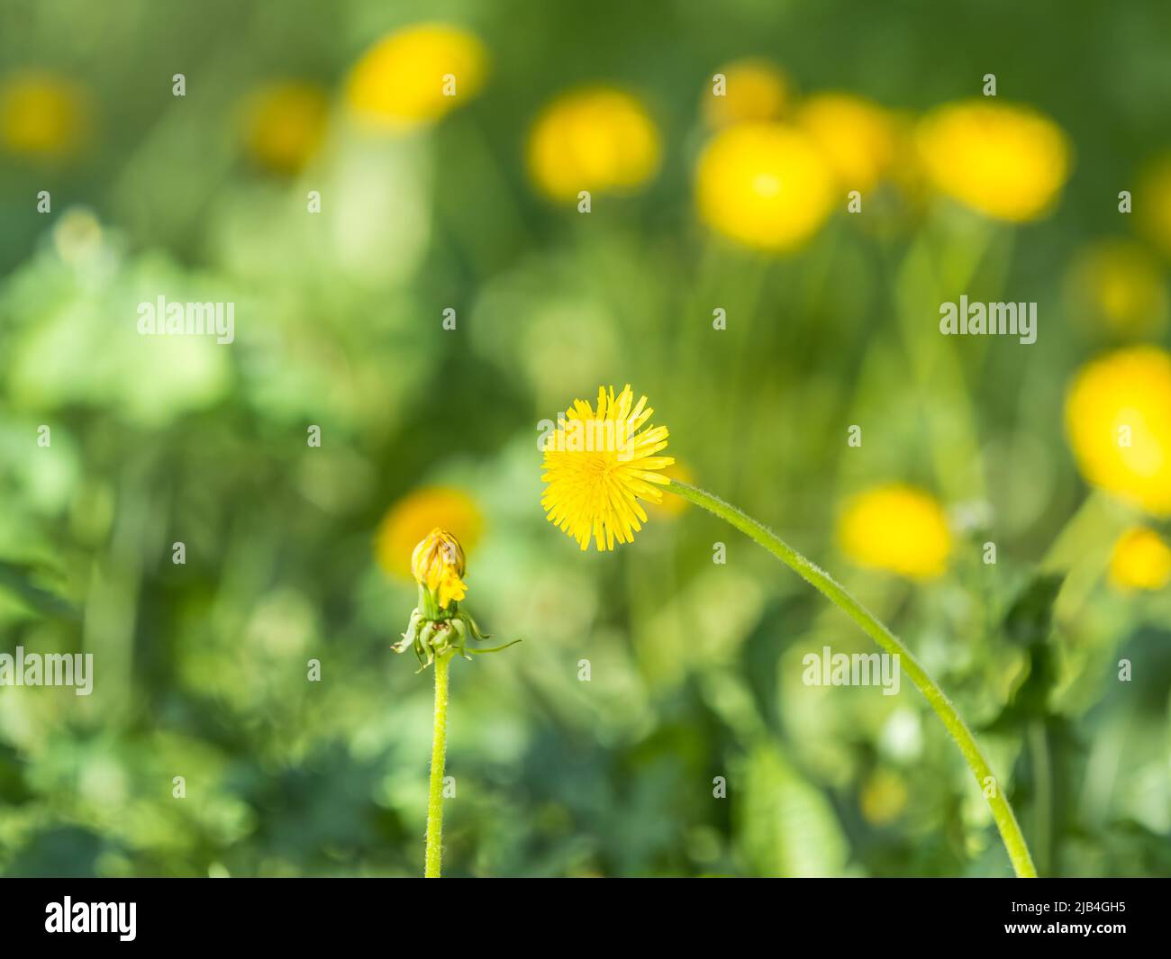 Field of yellow dandelions. Summer field of dandelions. Taraxacum ...
