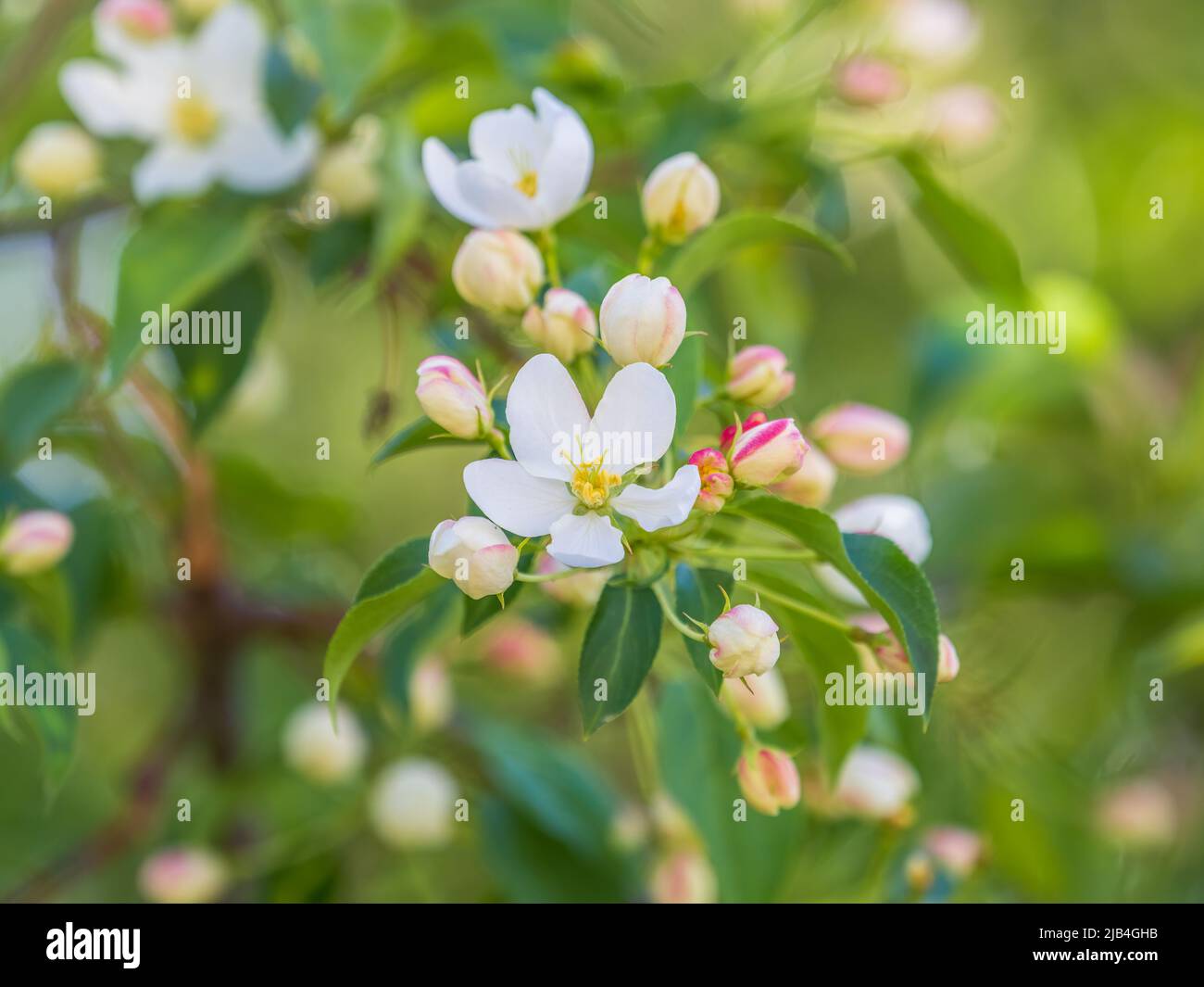 White blossoming apple trees. White apple tree flowers. Spring season ...