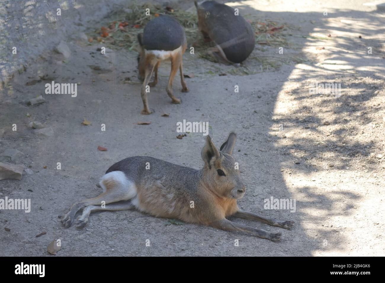 Patagonian Mara (Scientific name: Dolichotis patagonum Stock Photo - Alamy