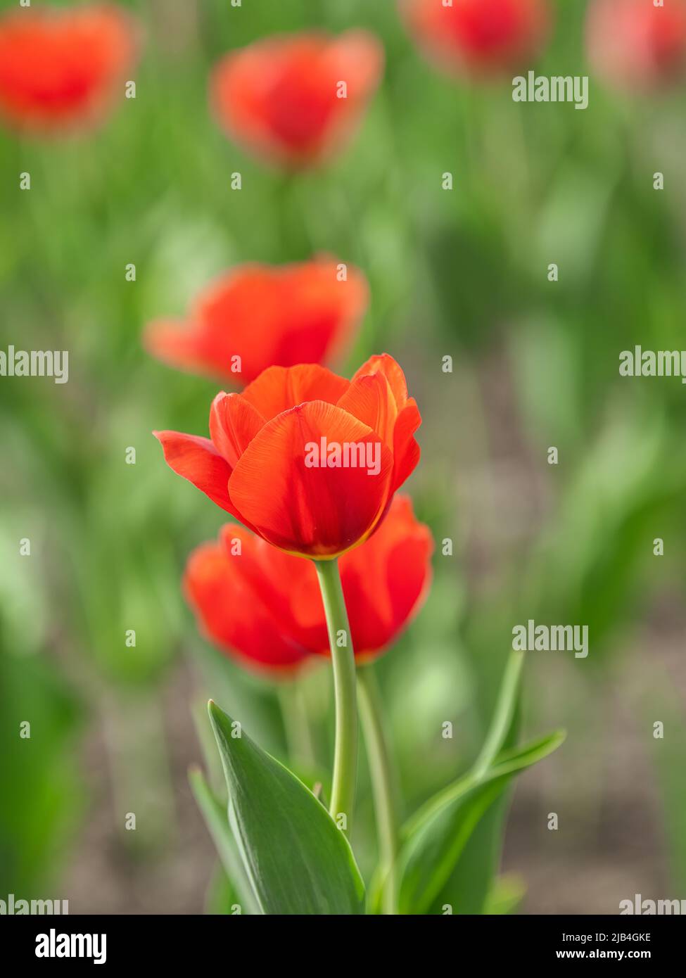 Colorful red tulips blossom in spring. Natural sprintime background ...