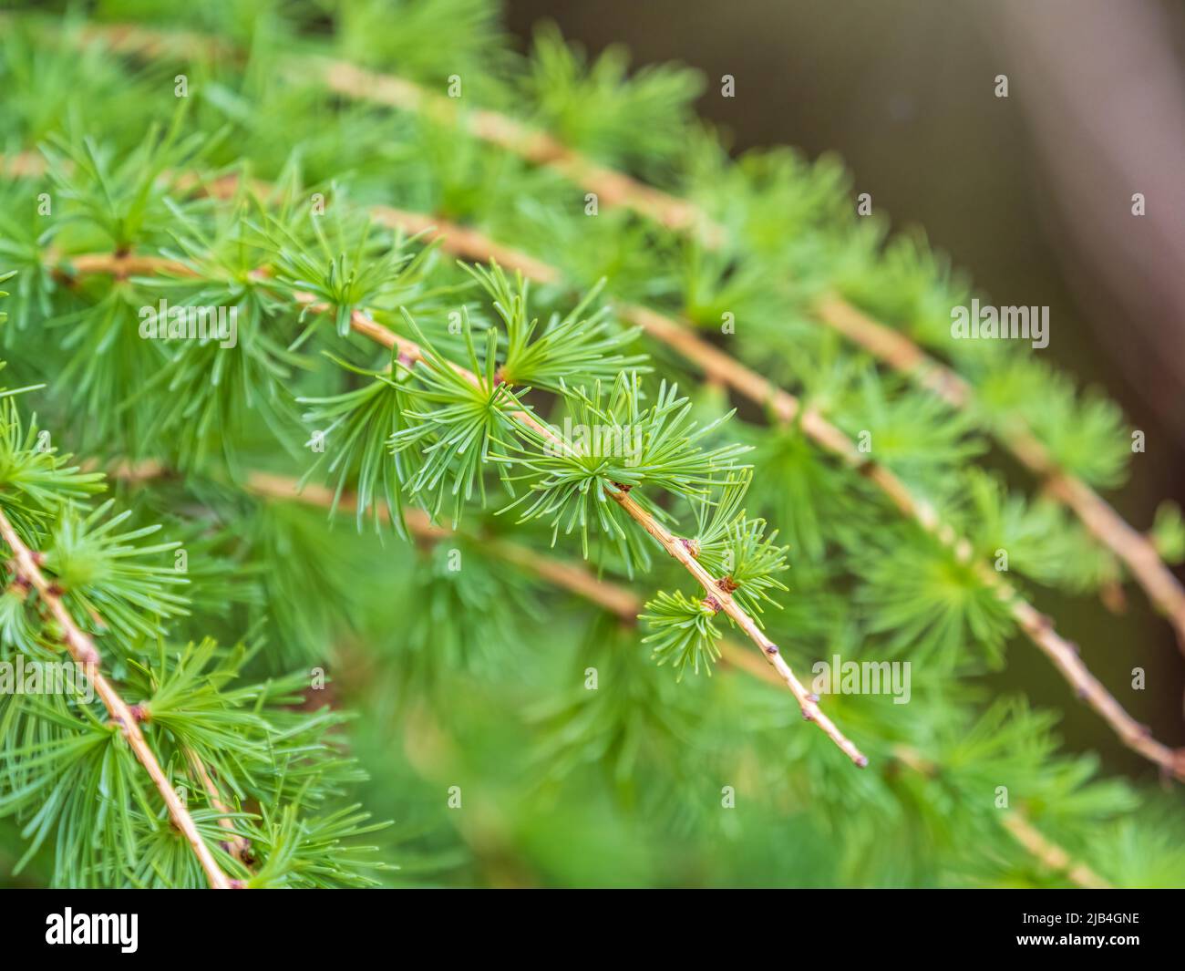 Young branches of larch. Closeup of green larch young needles. Larix ...
