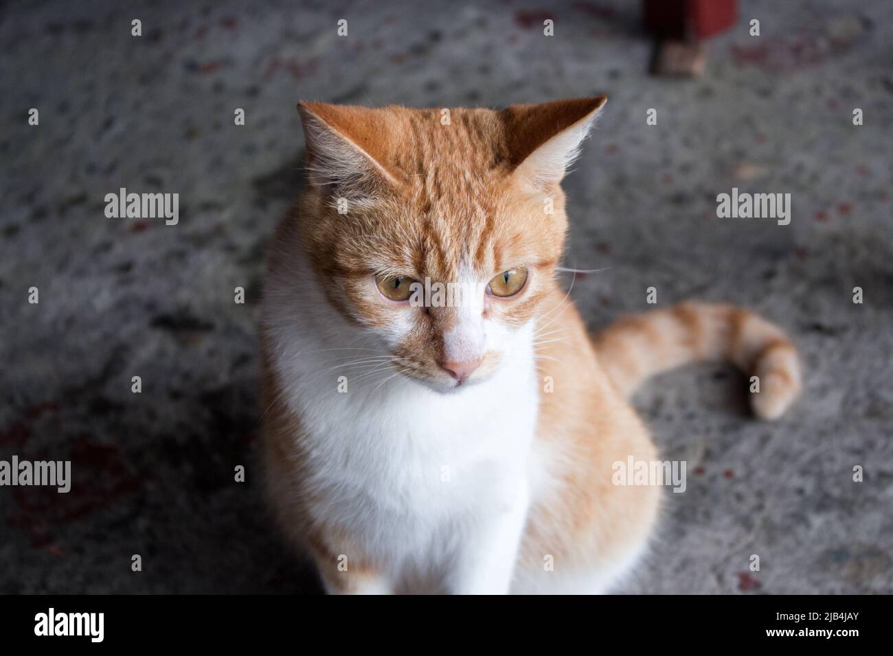 Stray ginger cat gazing at something seriously in rain day Stock Photo ...