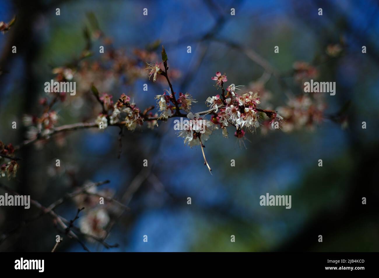 Macro photography of wild cherry on sky background Stock Photo - Alamy
