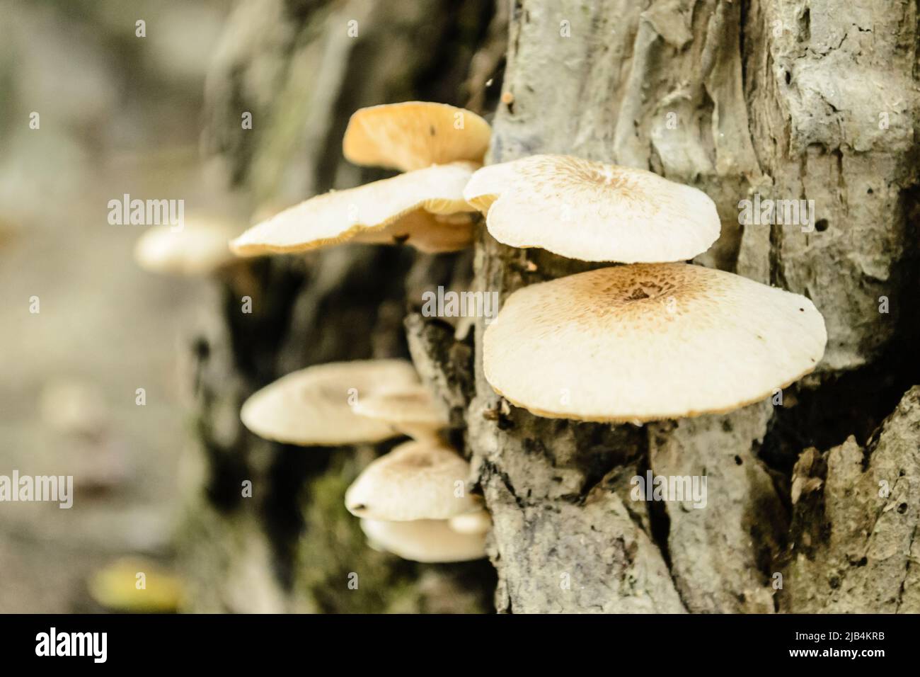 Wild mushrooms on the bark of a tree in the forest Stock Photo - Alamy