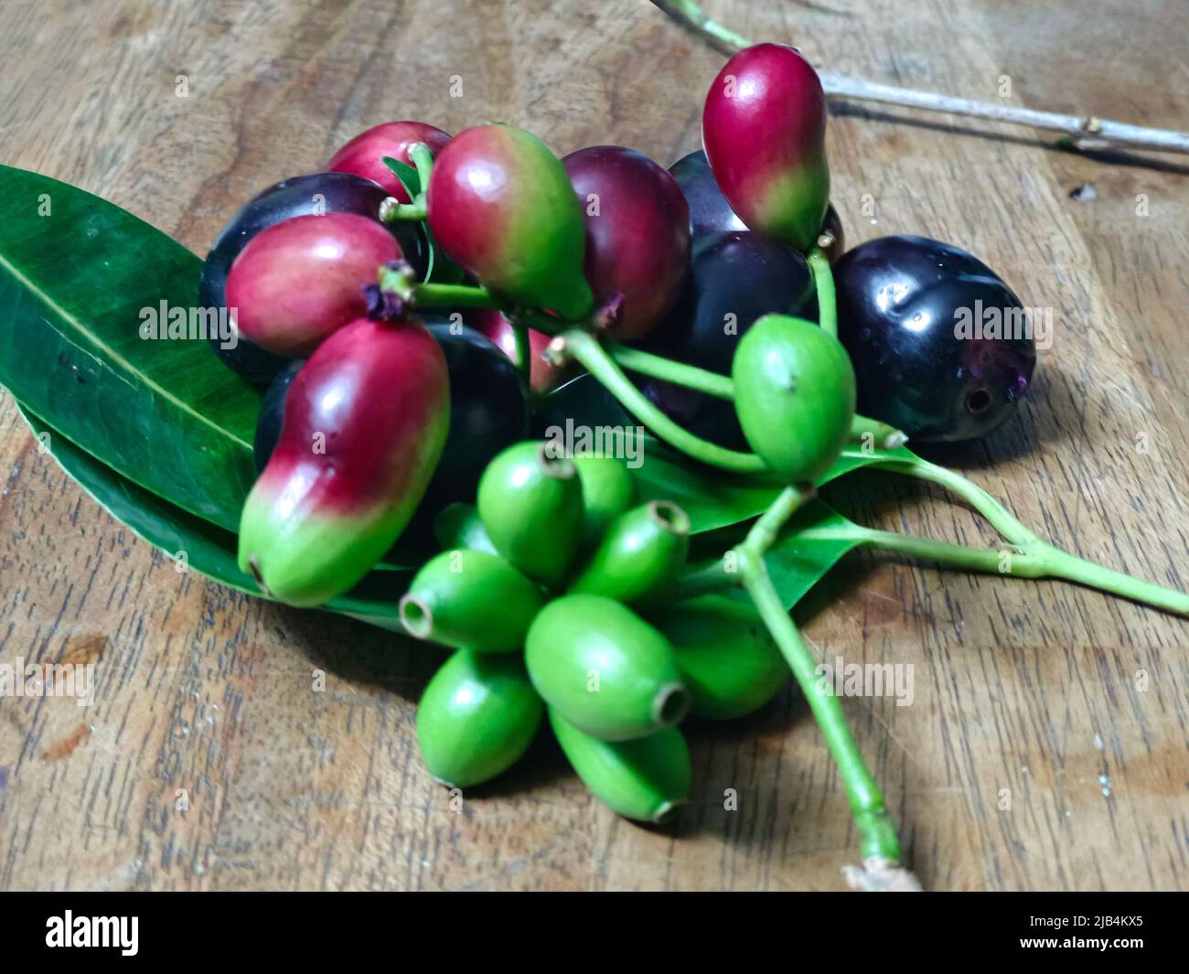 Syzygium leaf hi-res stock photography and images - Alamy