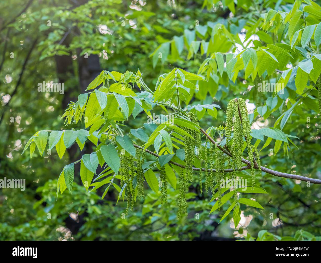 Branch with fresh green leaves of Juglans mandshurica, Manchurian ...
