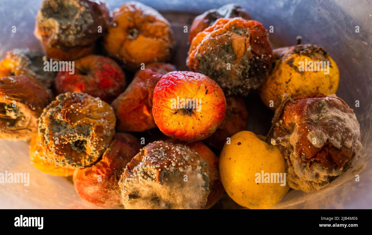 Rotten apples of different colors covered with mold Stock Photo - Alamy
