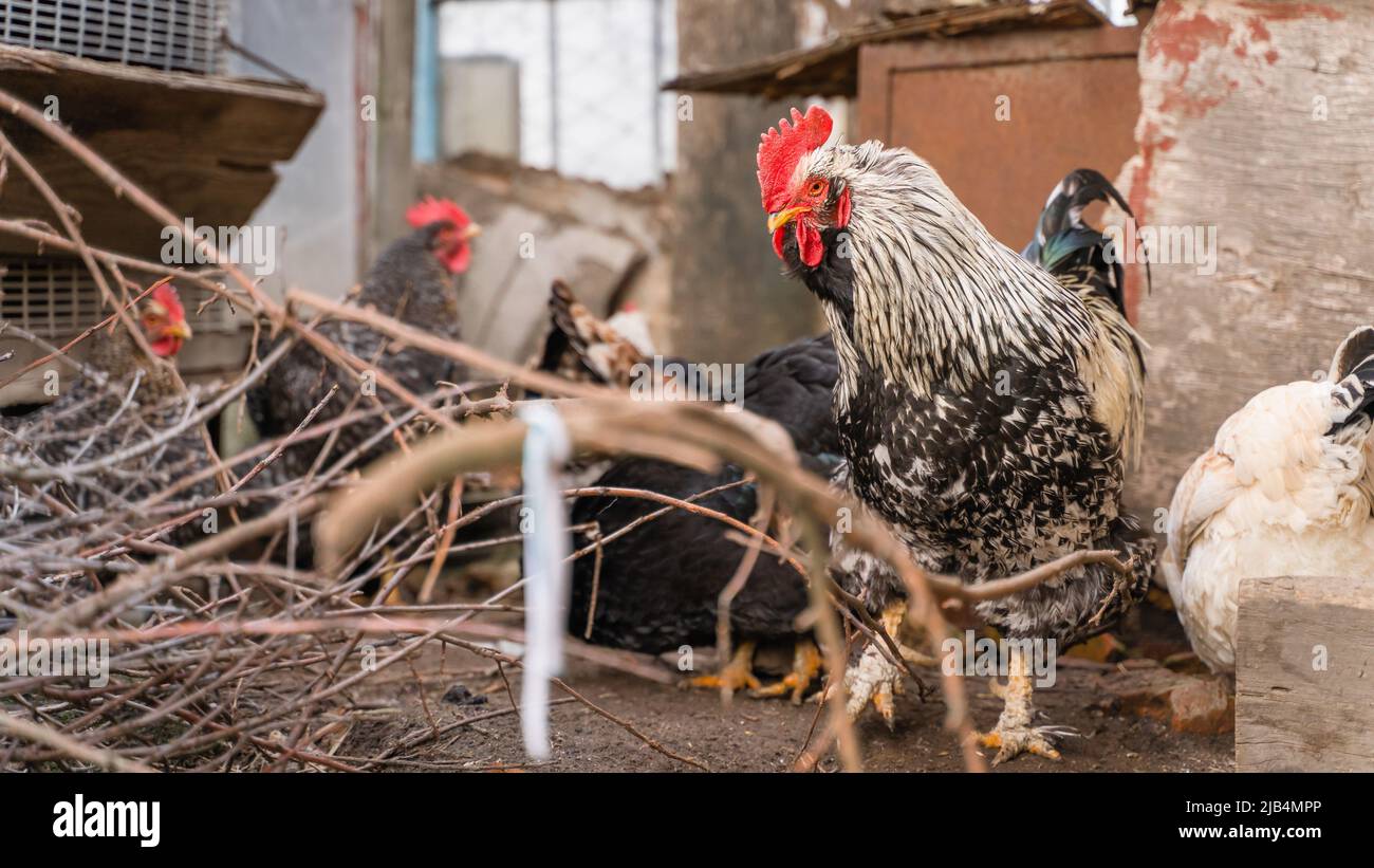 Pygmy chickens hi-res stock photography and images - Alamy