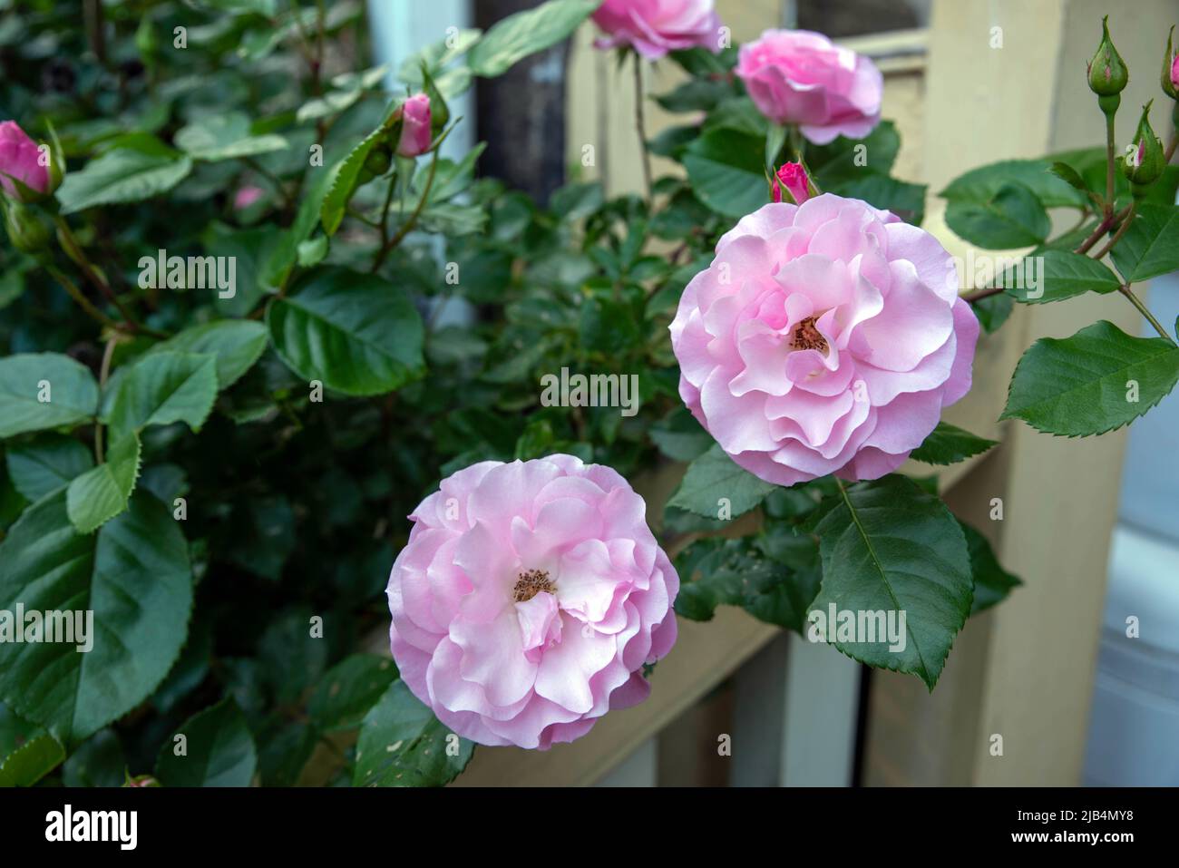 Beautiful big round pink roses with soft open petals on a green bush ...
