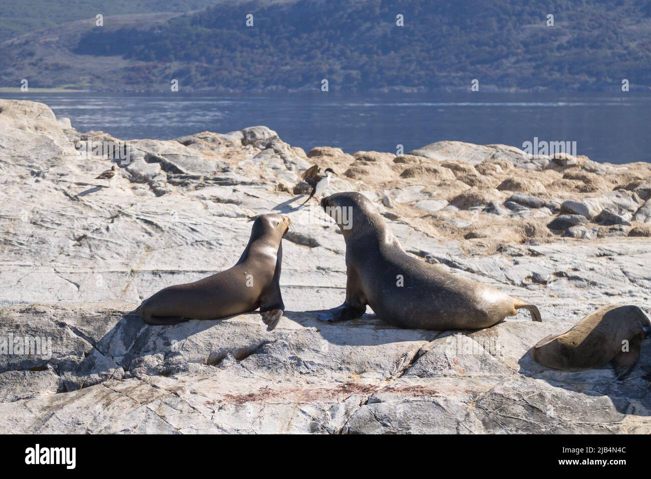 South American sea lion colony on Beagle channel, Argentina wildlife ...