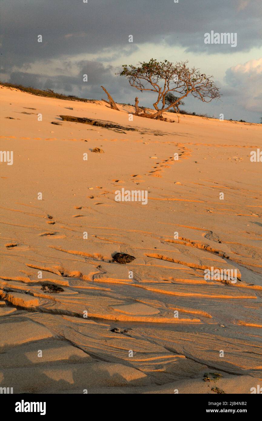 View of a tree in a foreground of sandy beach that is captured before ...