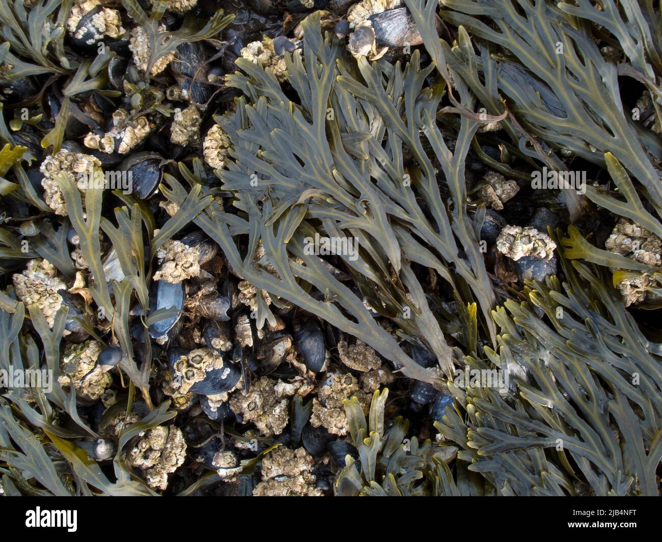 Blue (mytilus edulis) mussels, barnacles (balanus), bladderwrack (fucus ...