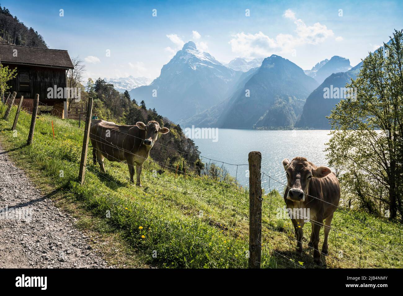 Panorama with lake and mountains, Sisikon, Lake Lucerne, Canton Uri ...