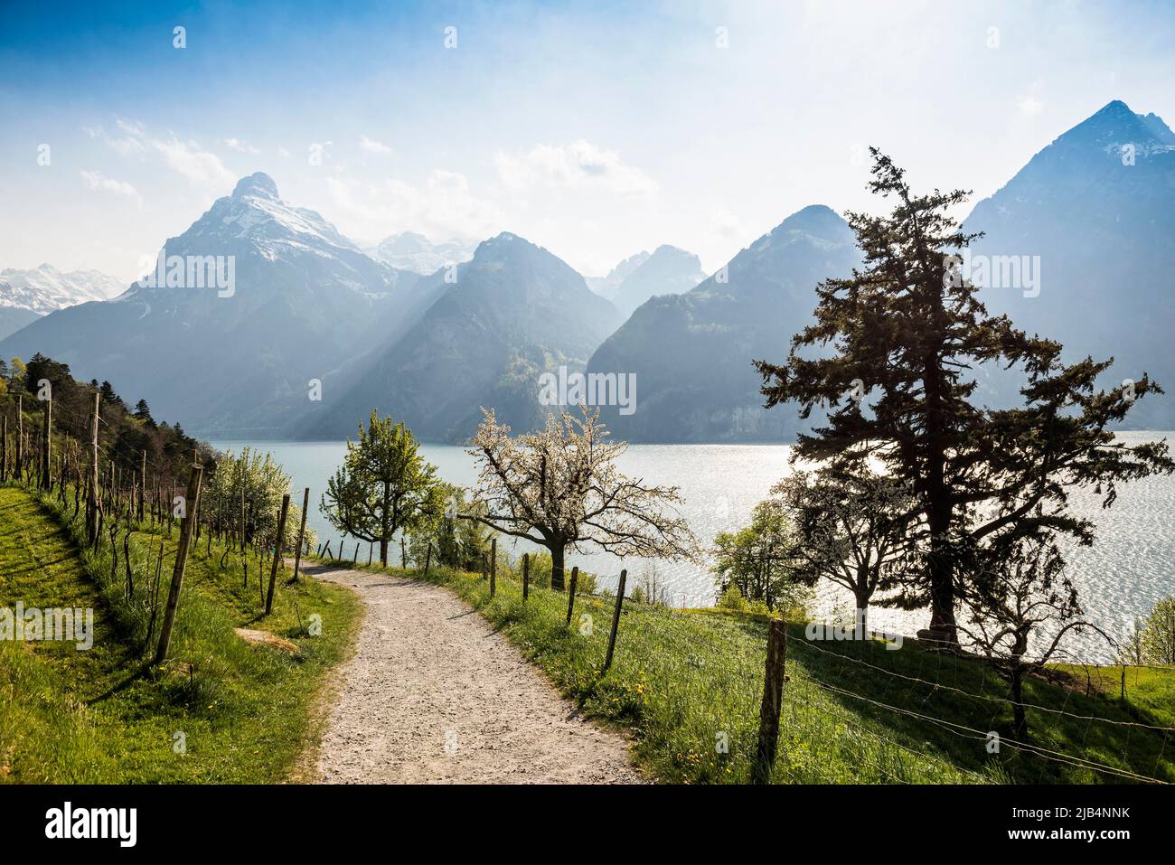 Panorama with lake and mountains, Sisikon, Lake Lucerne, Canton Uri ...