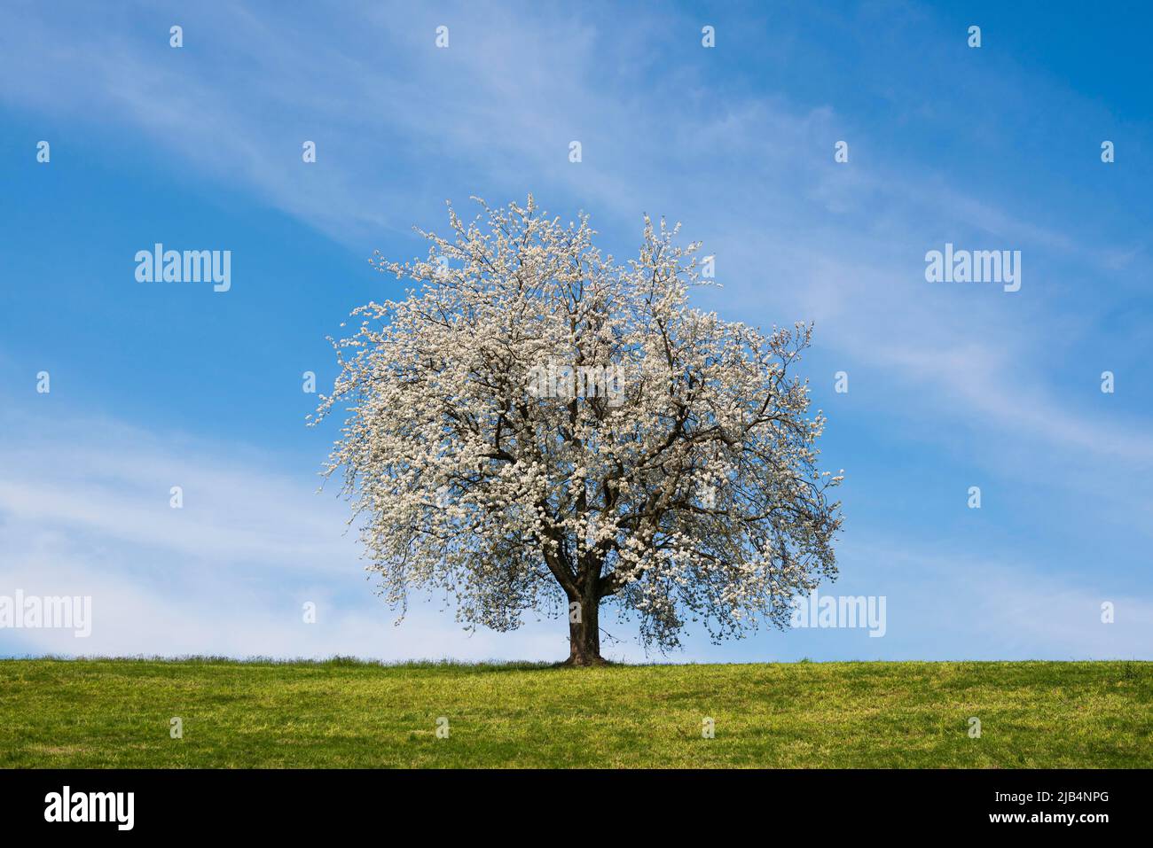 Blossoming cherry tree, Weggis, Lake Lucerne, Canton Lucerne ...