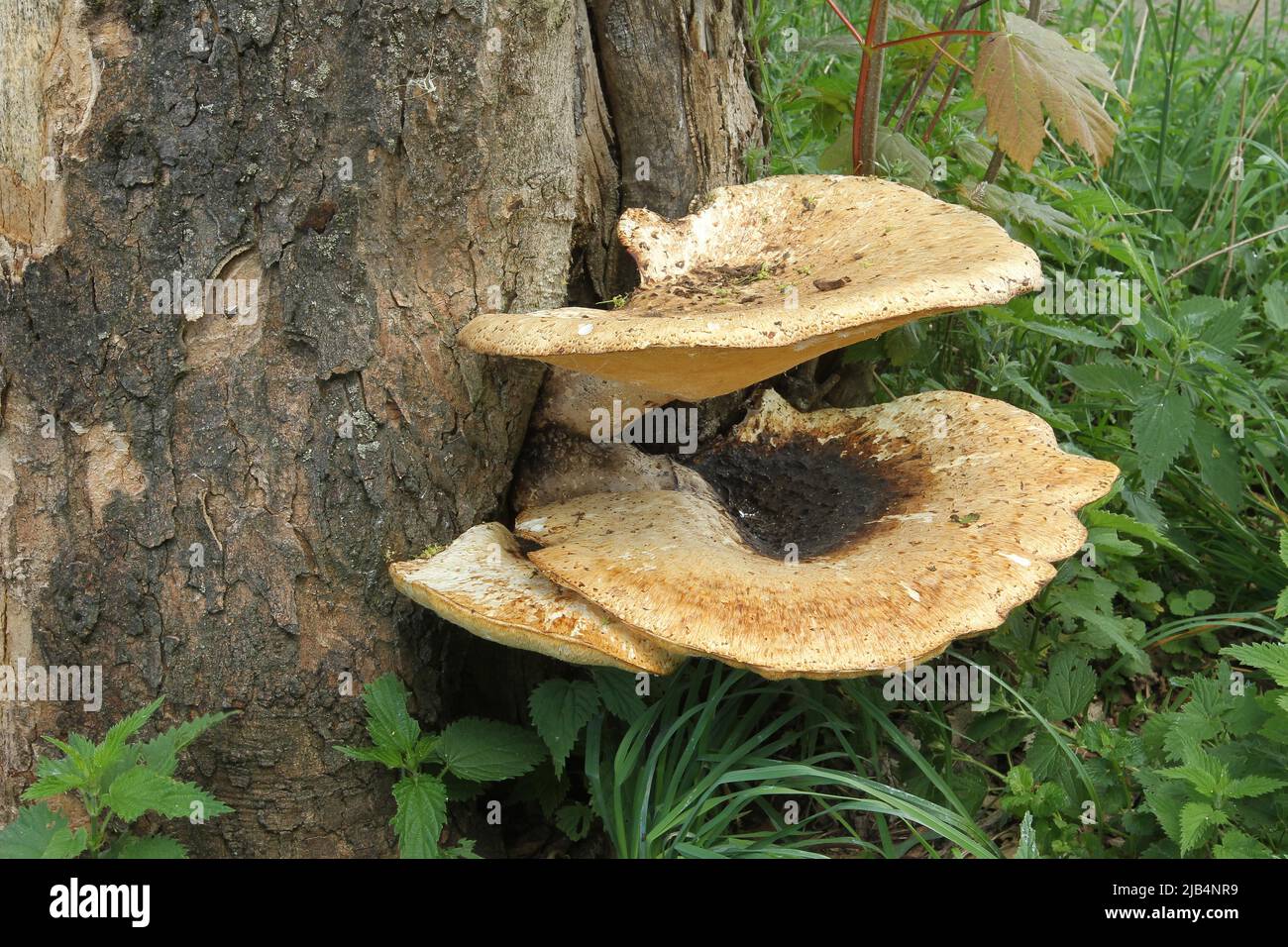 Tree fungi (xylobionts) growing on old sycamore maple (Acer ...
