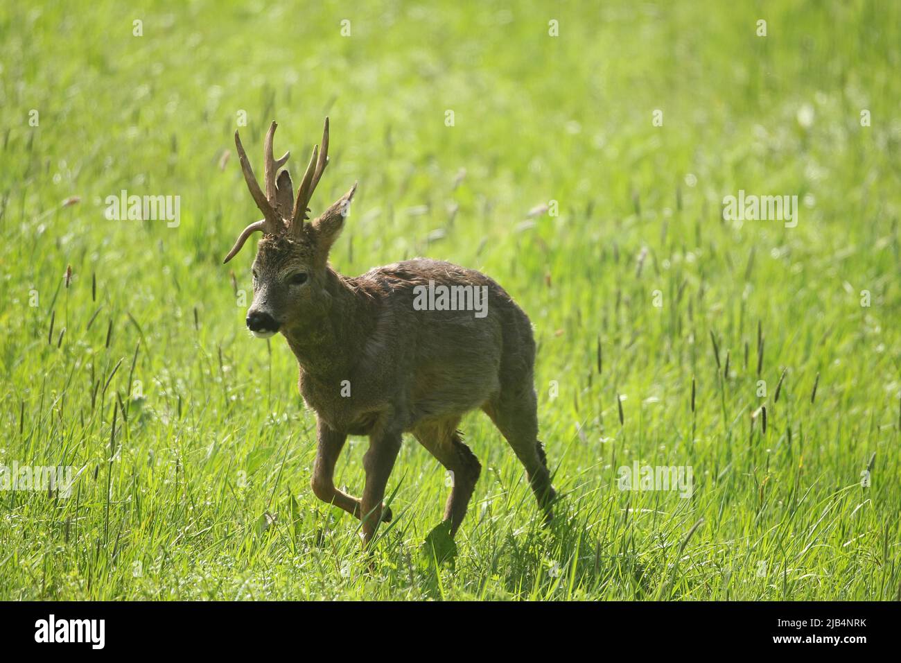 Antler buck hi-res stock photography and images - Alamy