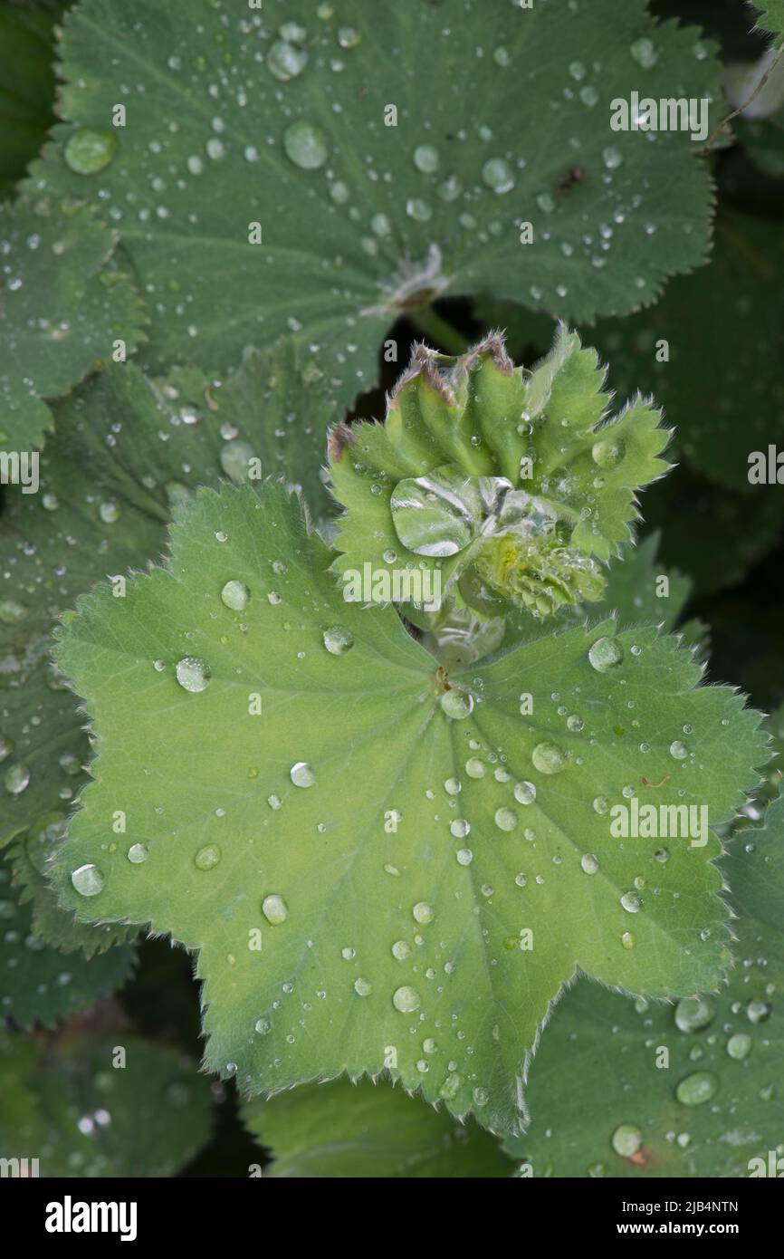Water droplets on garden lady's mantle (Alchemilla mollis), Emsland ...