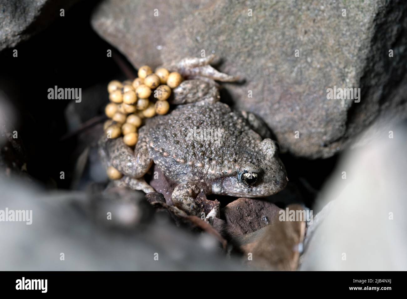 Common midwife toad (Alytes obstetricans), male with eggs hidden ...