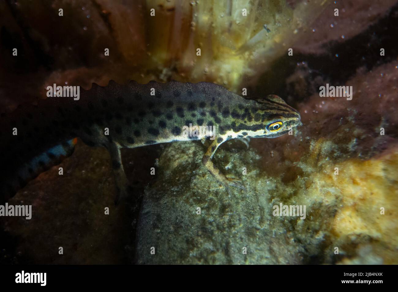 Common newt (Lissotriton vulgaris), at the bottom of the spawning water ...