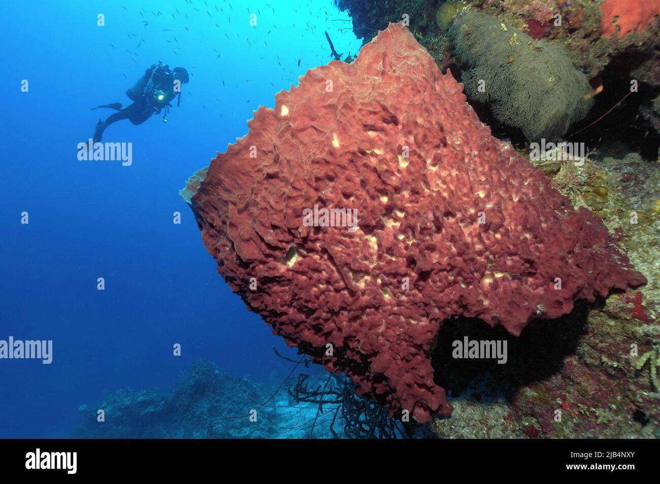 Large vase sponge (Xestospongia muta), in the background diver with ...