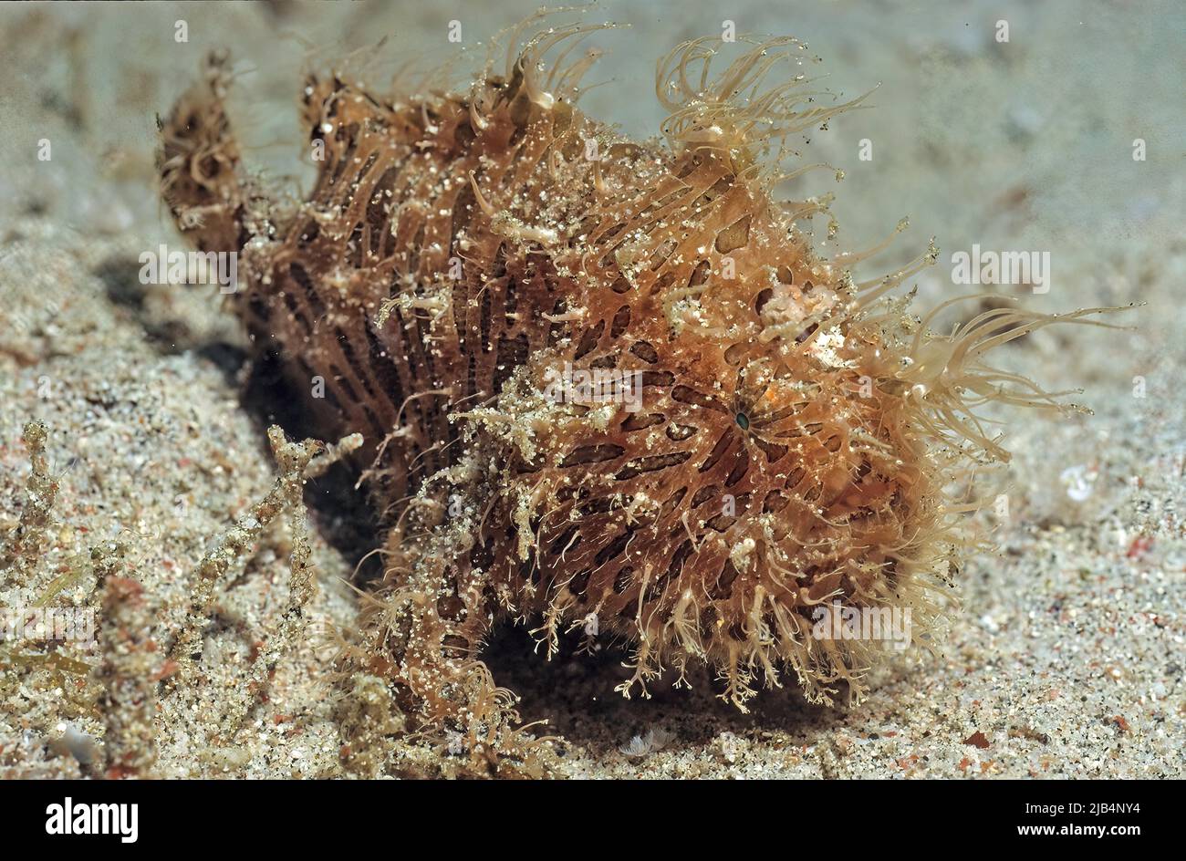 Hairy frogfish crawls over sandy seabed, striated frogfish (Antennarius ...