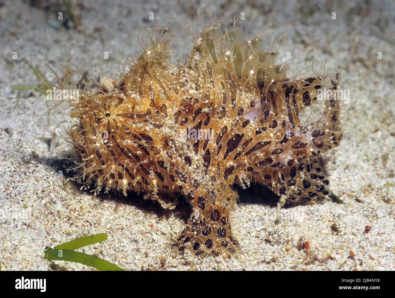 Hairy frogfish crawls over sandy seabed, striated frogfish (Antennarius ...