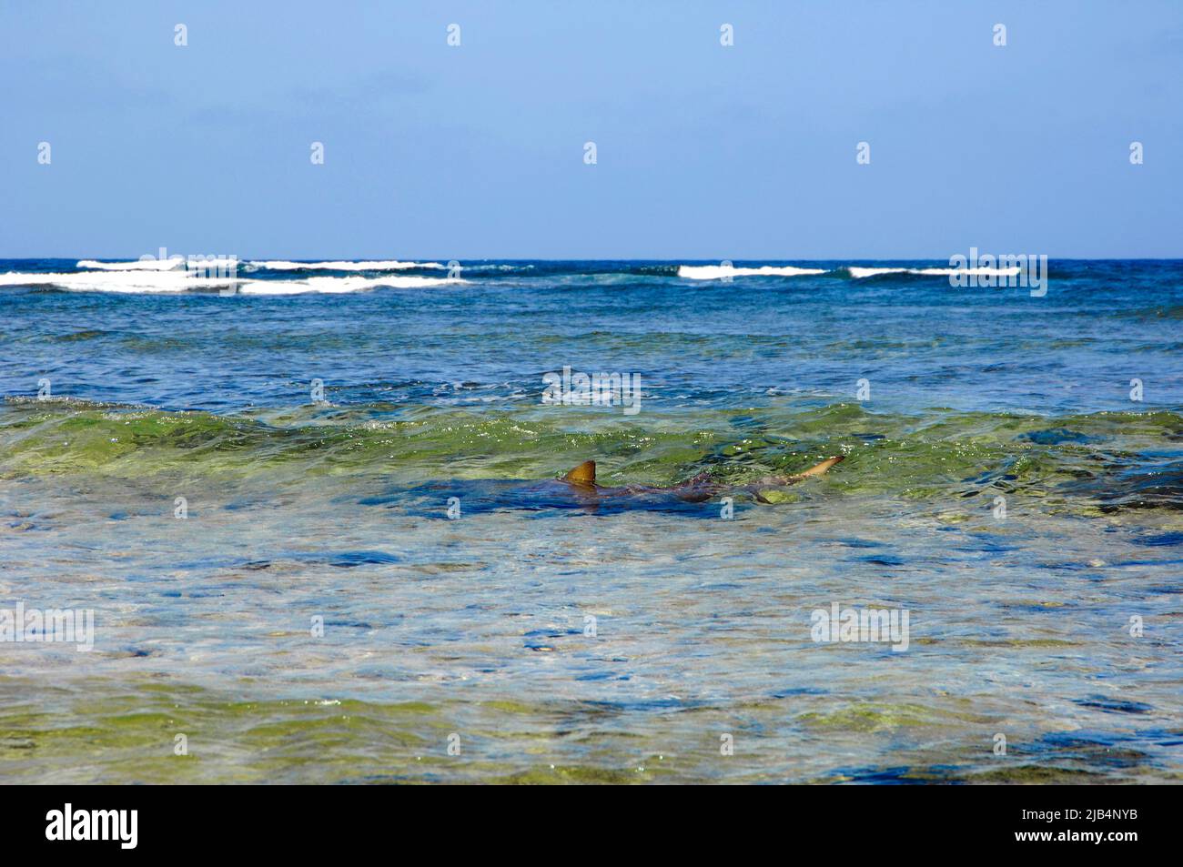 Shark swimming with visible dorsal fin in shallow knee-deep water ...