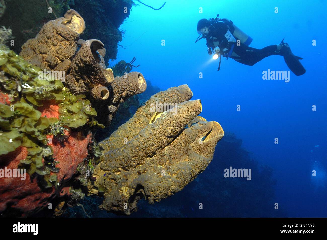 Diver looking at illuminated brown tube sponge (Agelas conifera ...