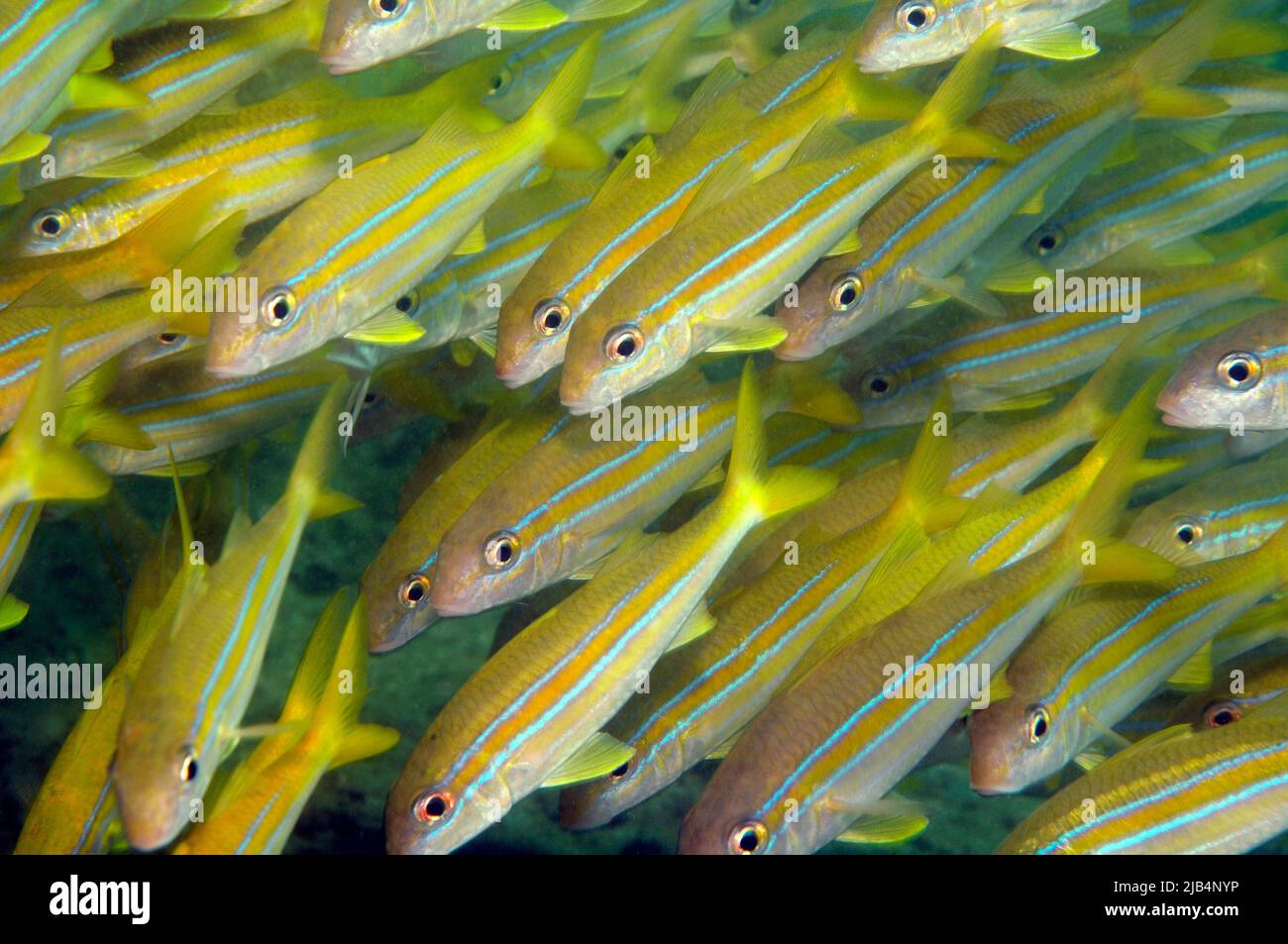 Close-up of school of mullet (Mulloidichthys ayliffe), Indian Mimic ...