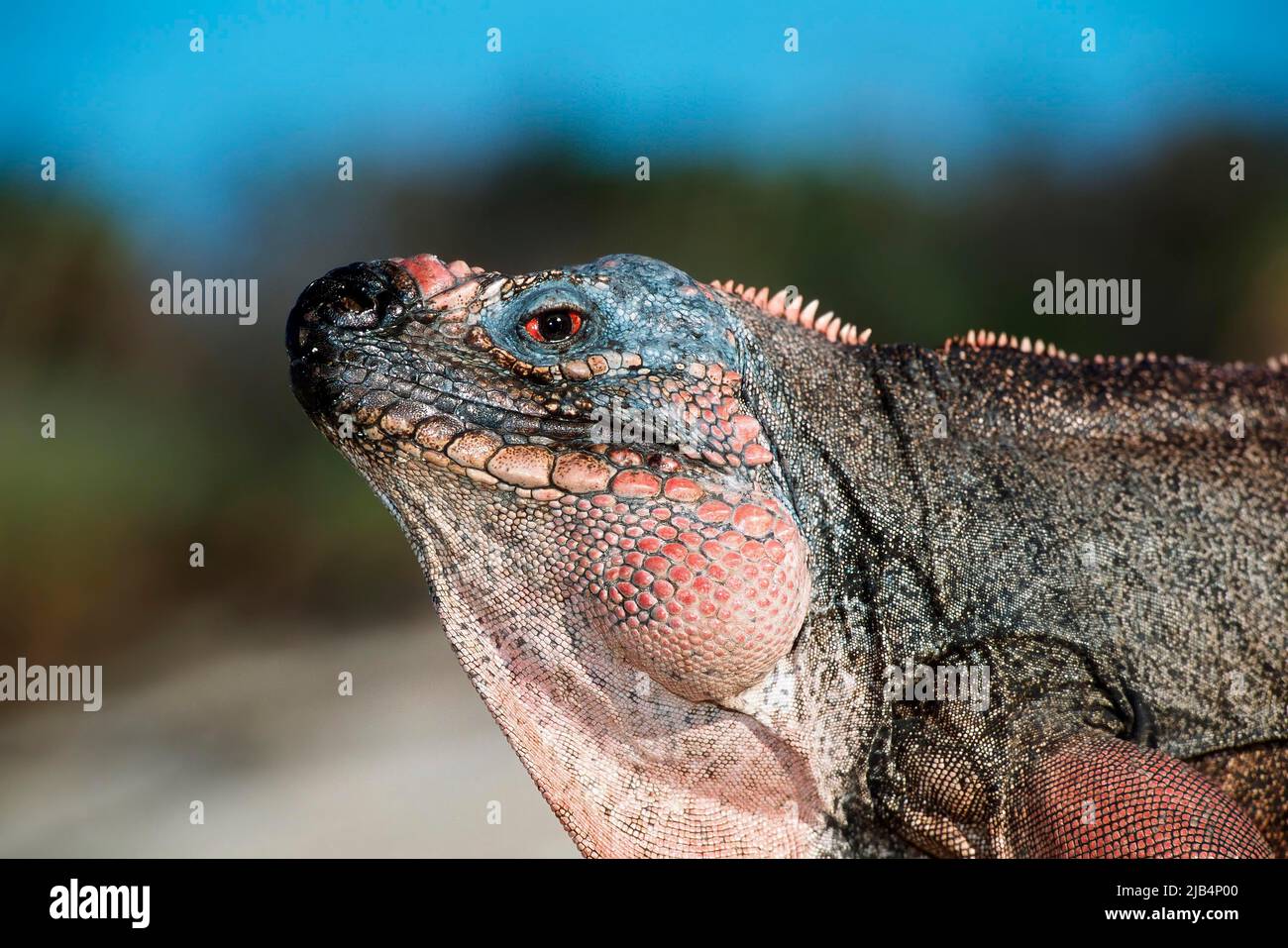 Close-up of head of Allens Cay Iguana (Cyclura cychlura inornata ...