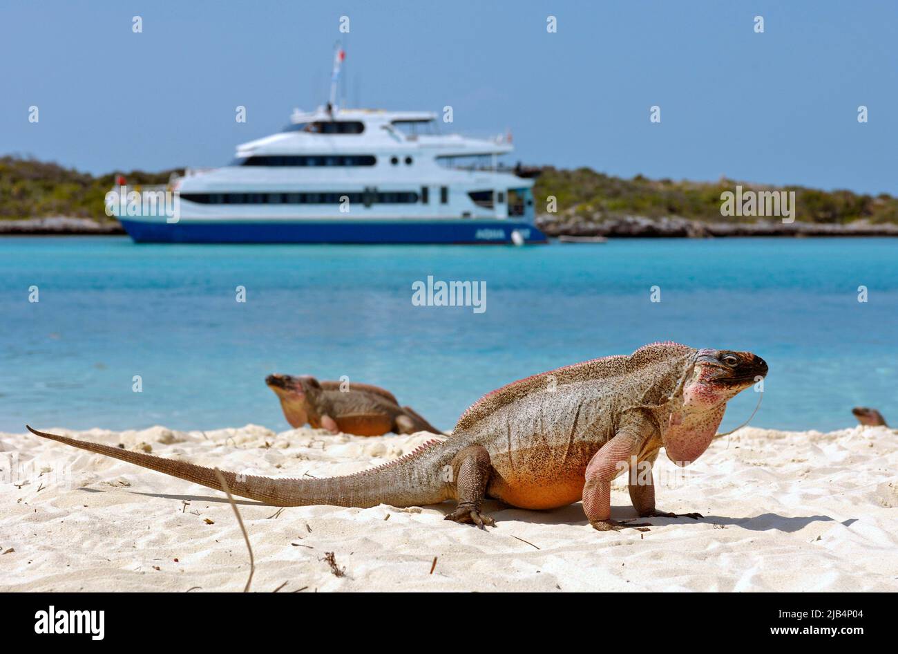 Allens Cay Iguana (Cyclura cychlura inornata), Allens Cay Iguana, in ...